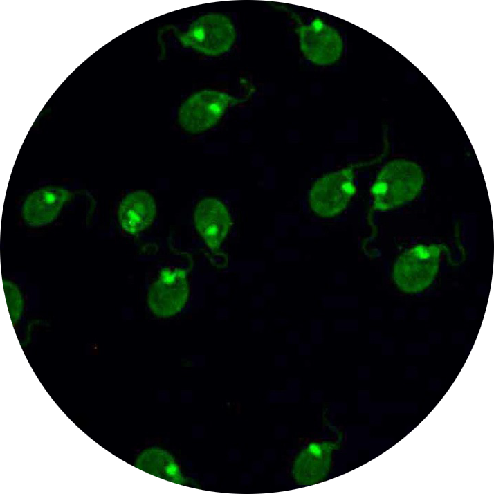 Immuno Concepts - Somagen Diagnostics